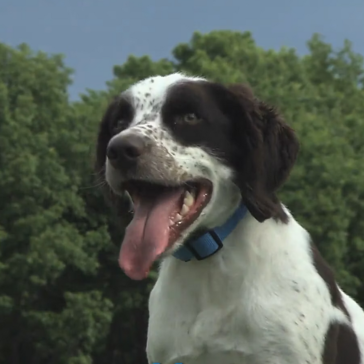 SkyShepherd GPS Dog Fence